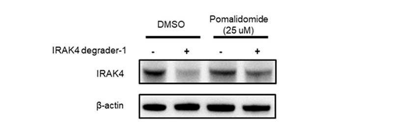 PROTAC研发服务平台_药效筛选-美迪西生物医药